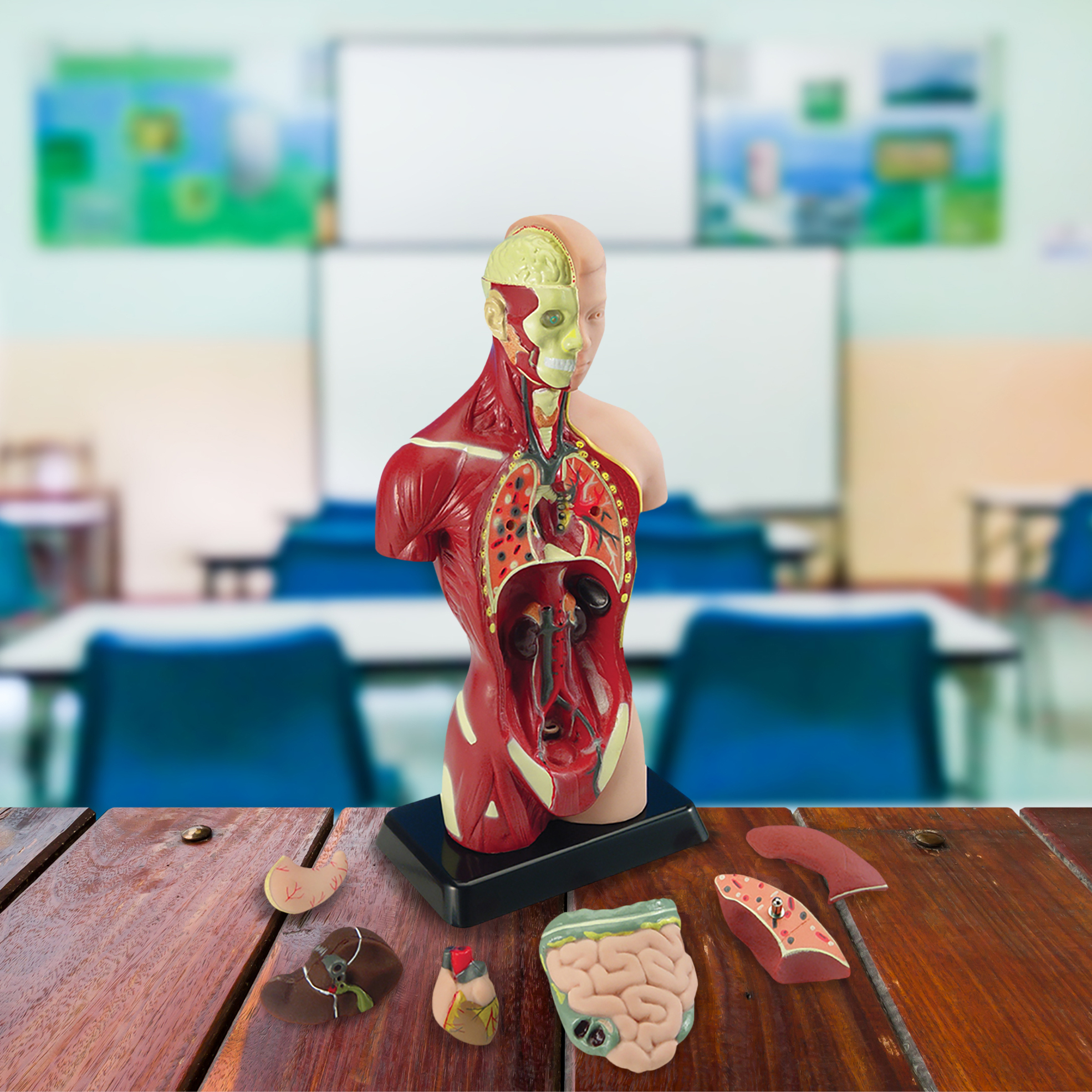 40% off on Edu-Toys Mini Human Anatomy Model | OneDayOnly